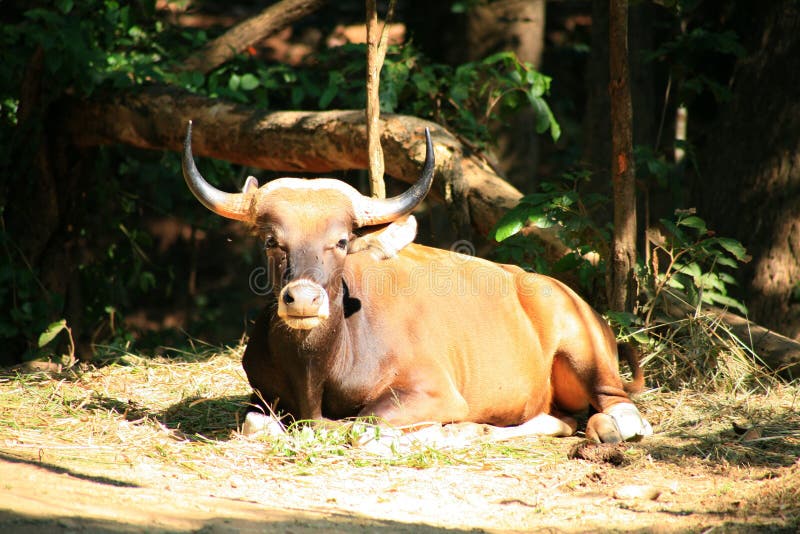 Banteng Cow / Bos Javanicus Stock Photo - Image of tree, animal: 82527114