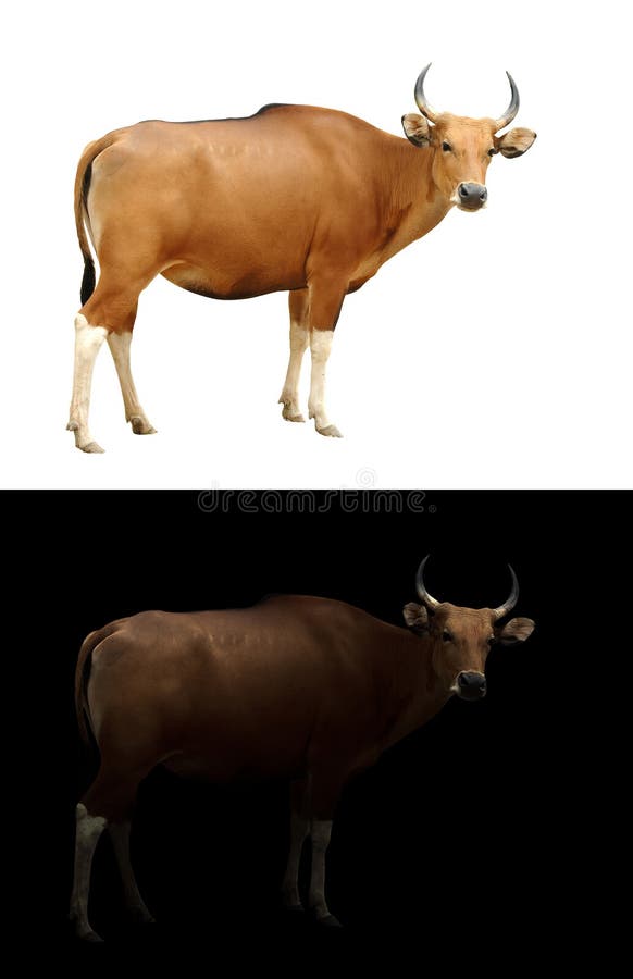 Banteng in the Dark and White Background Stock Image - Image of cattle ...