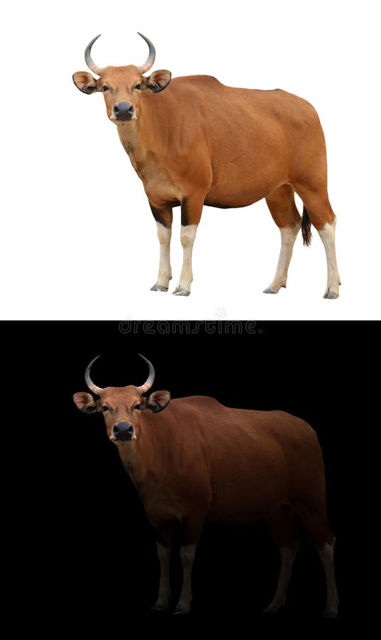 Banteng in the Dark and White Background Stock Image - Image of asian ...