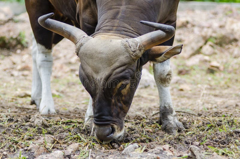 Male banteng stock image. Image of bull, wildlife, wild - 34450593