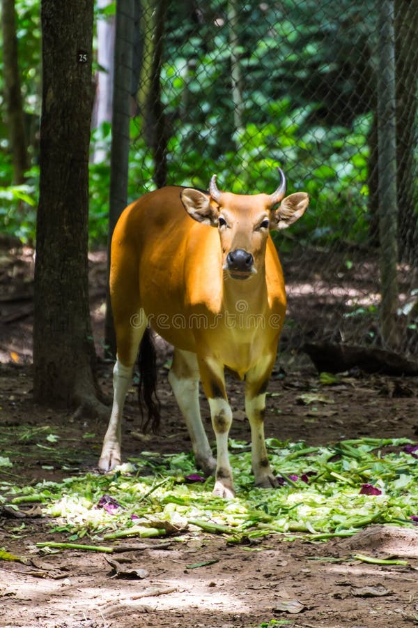 Banteng stock photo. Image of thailand, tropical, strong - 44908920