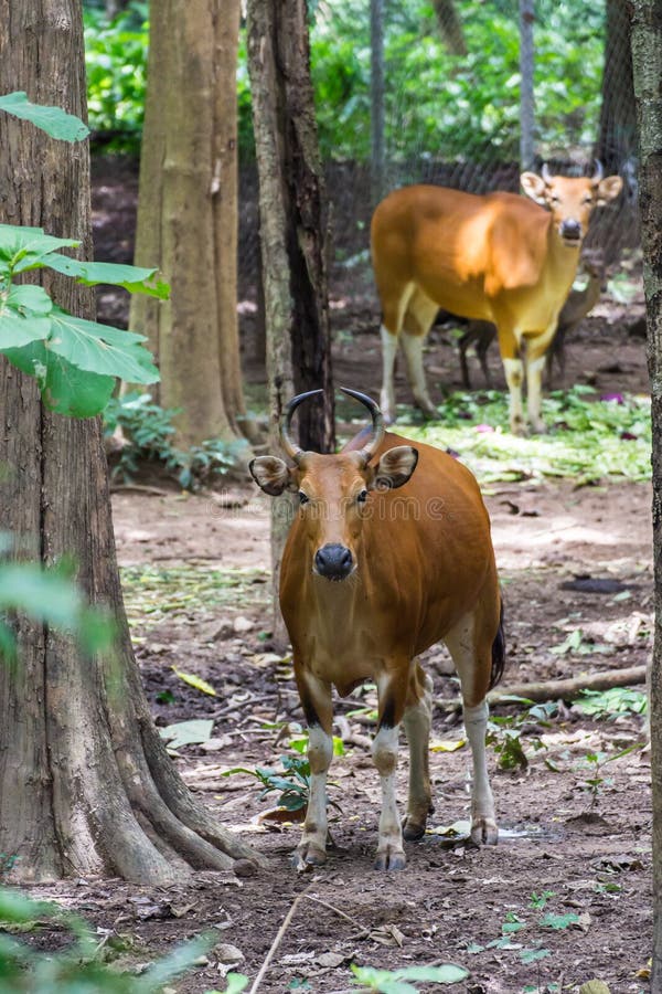 Banteng stock photo. Image of brown, strong, bull, forest - 44732998