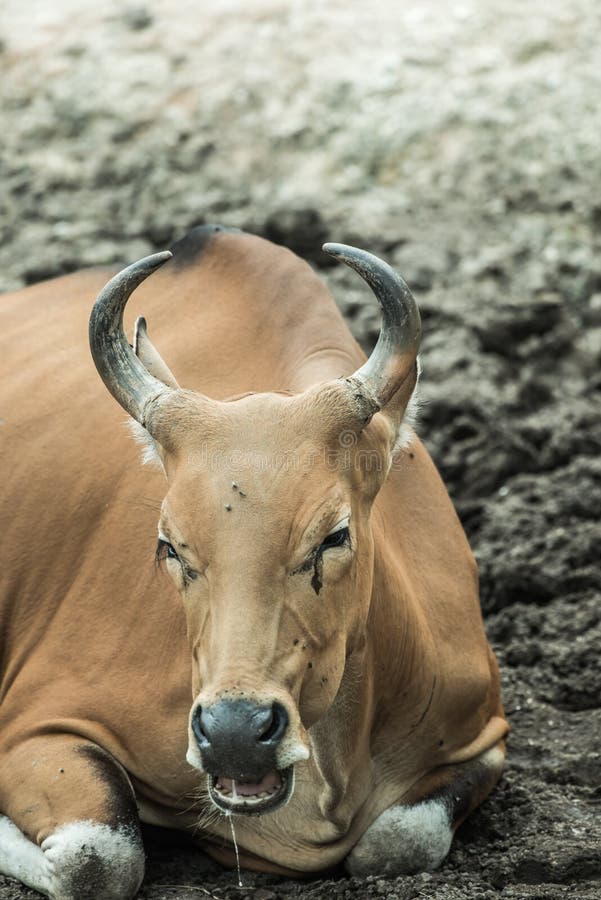 Banteng on the ground stock photo. Image of head, banteng - 187710836