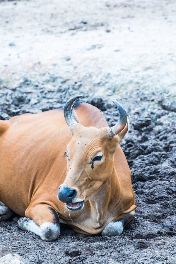 Banteng on the ground stock image. Image of fauna, mammal - 247680267