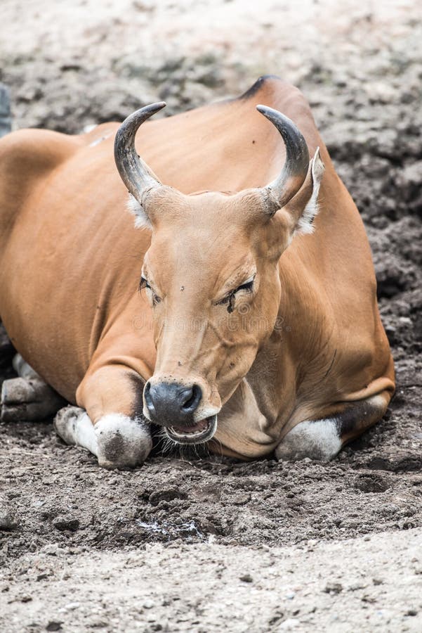Banteng on the ground stock image. Image of animal, stout - 247680279