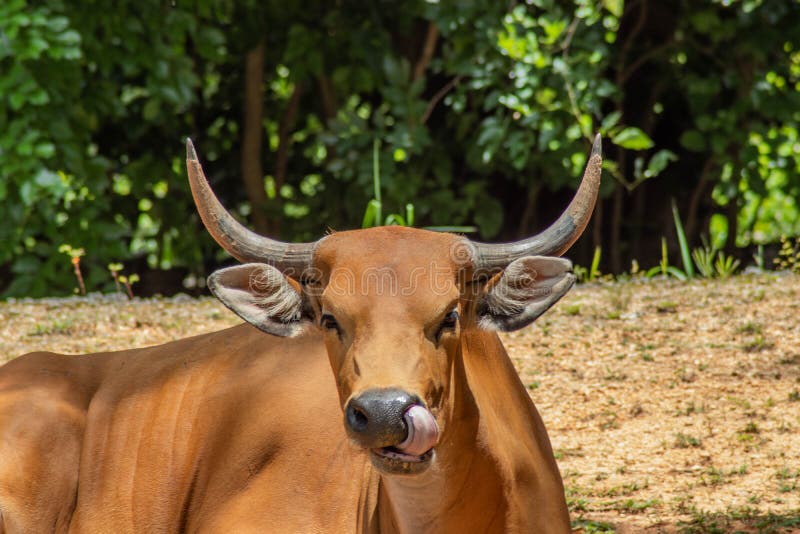 Banteng Lying Down and Looking into Camera and Licking Nose on Sunny ...