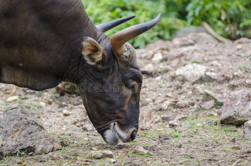 Male banteng stock image. Image of bull, wildlife, wild - 34450593