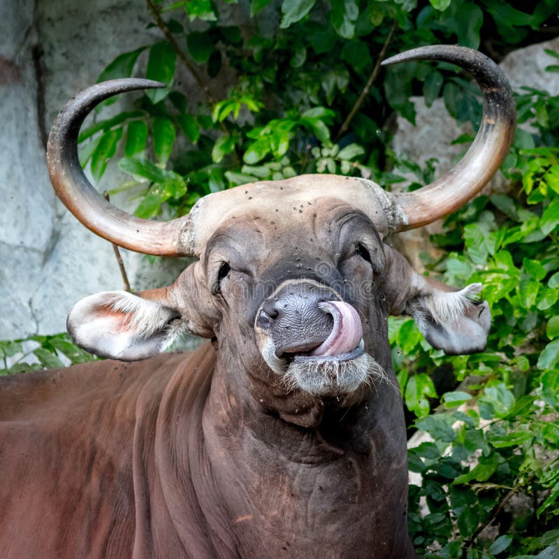 Banteng resting stock photo. Image of domesticated, cattle - 6259952