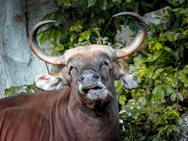 Banteng stock image. Image of bull, javanicus, animal - 76020321
