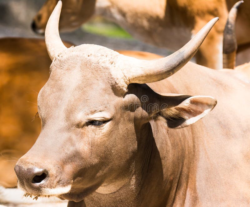 Banteng stock photo. Image of animal, wildlife, horn - 57785614