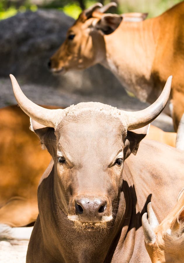 Banteng stock image. Image of animal, portrait, mammal - 58965953
