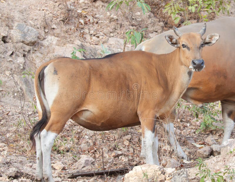Banteng or Red Bull stock photo. Image of wild, mammal - 22886284