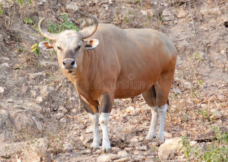 Banteng or Red Bull stock photo. Image of horn, brown - 22886798