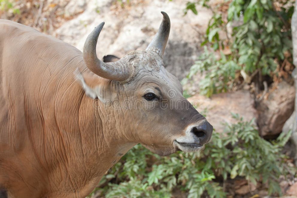 Banteng or Red Bull stock photo. Image of resting, wilderness - 22887320