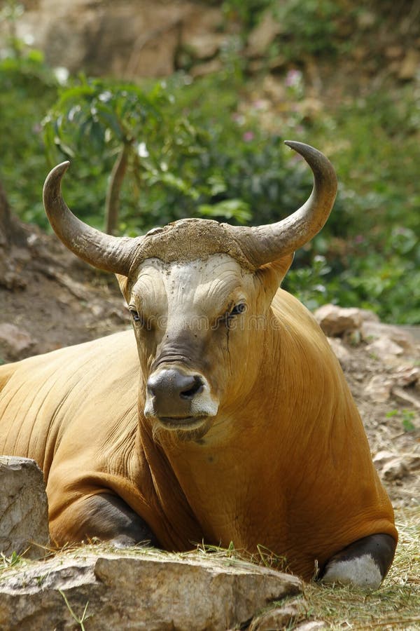 Banteng or Red Bull stock photo. Image of field, large - 34426578