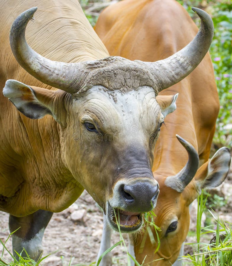 Banteng or Red Bull stock photo. Image of field, large - 34426578