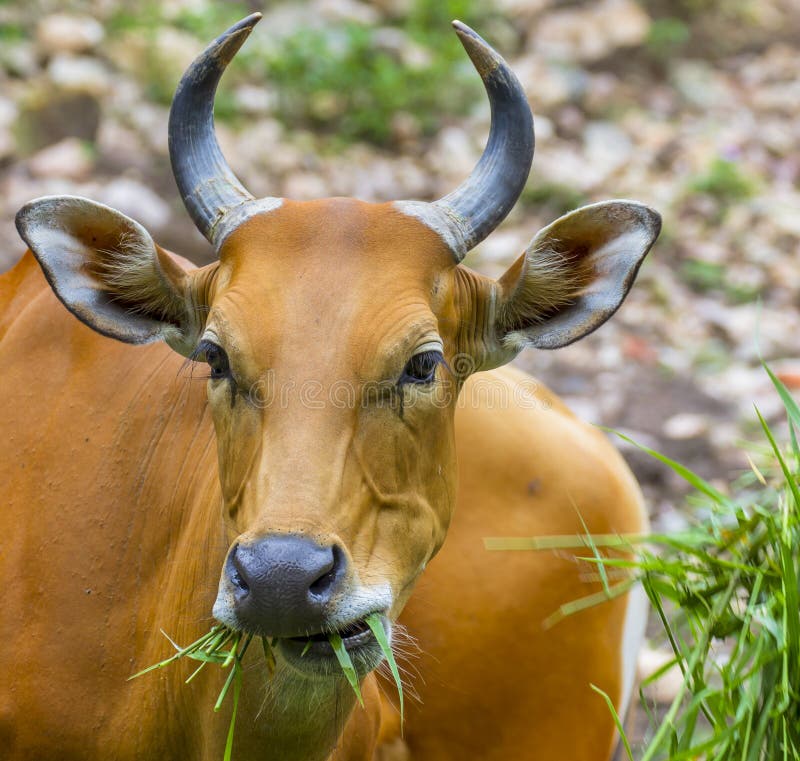 Banteng or Red Bull stock photo. Image of field, large - 34426578