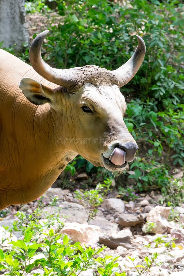 Banteng or Red Bull stock photo. Image of cattle, creature - 48316364