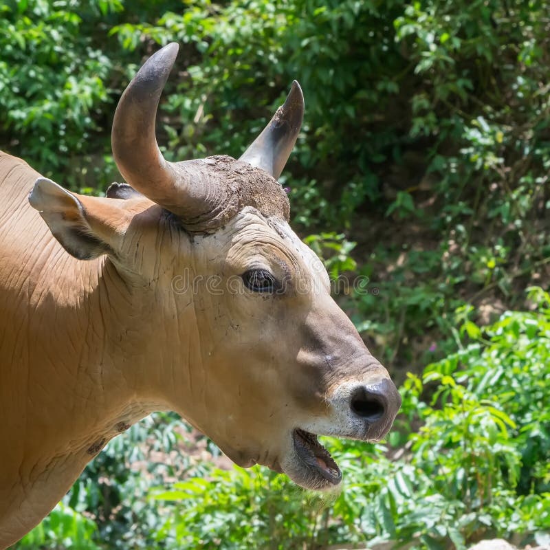 Banteng or Red Bull stock image. Image of zoology, creature - 48316391