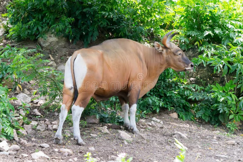 Banteng or Red Bull stock image. Image of huge, leaf - 48316403
