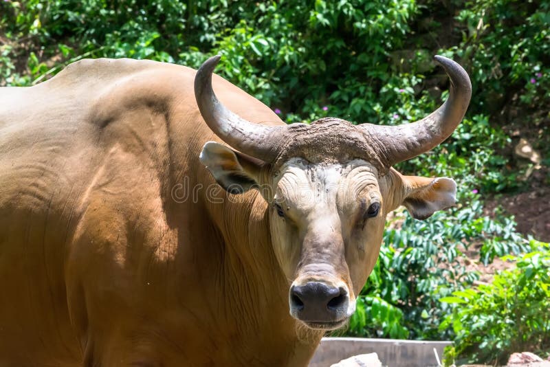 Banteng or Red Bull stock image. Image of horn, feed - 48316419