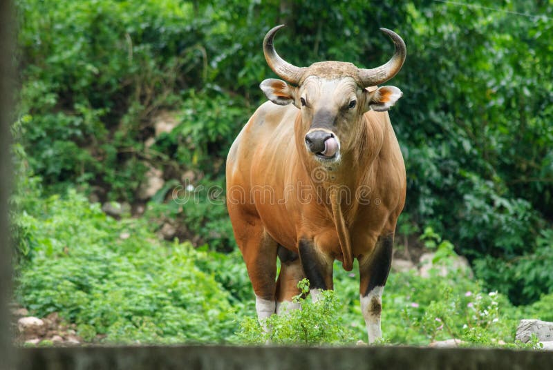 Resting banteng stock image. Image of horn, oriental, muscle - 1542289