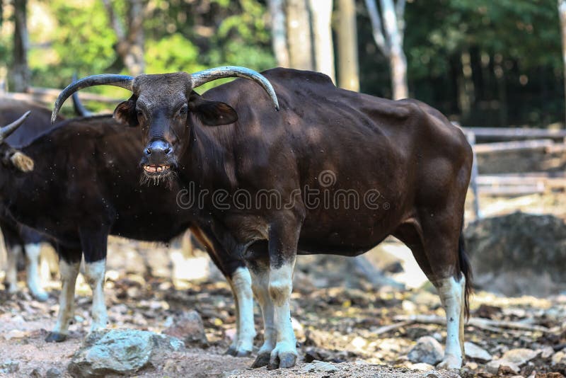 Banteng stock image. Image of adult, muscle, fauna, rainforest - 35958897