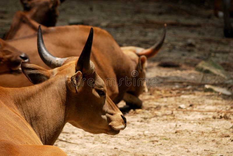 Banteng stock photo. Image of horn, nature, cattle, wildlife - 48879822