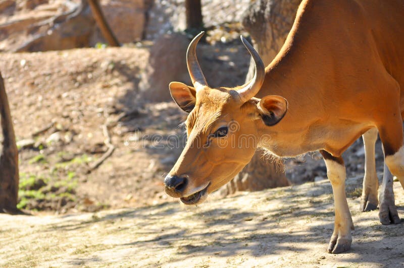 Banteng stock photo. Image of banteng, cattle, rainforest - 167403772