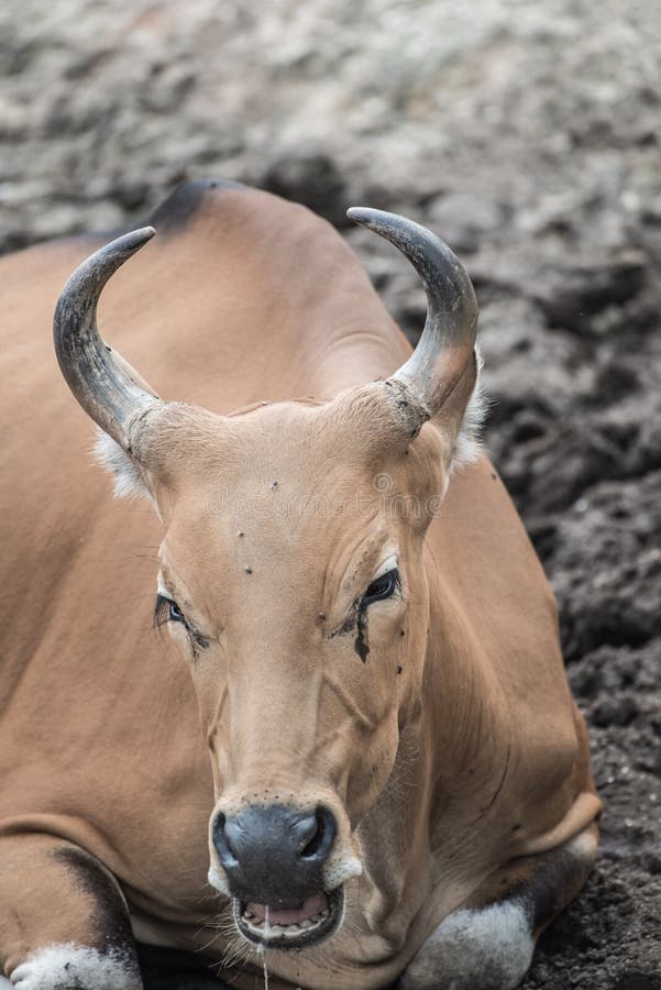 Banteng in Thai zoo stock photo. Image of grass, robust - 248415474