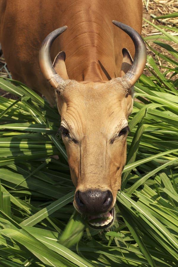 Banteng stock photo. Image of horn, animal, banteng, nose - 34418116