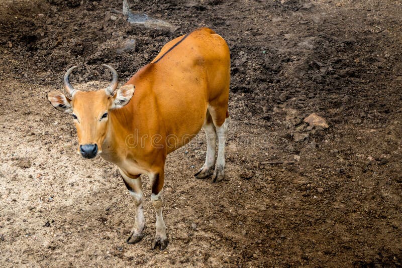 Banteng, wild cattle stock photo. Image of species, mammal - 97810938