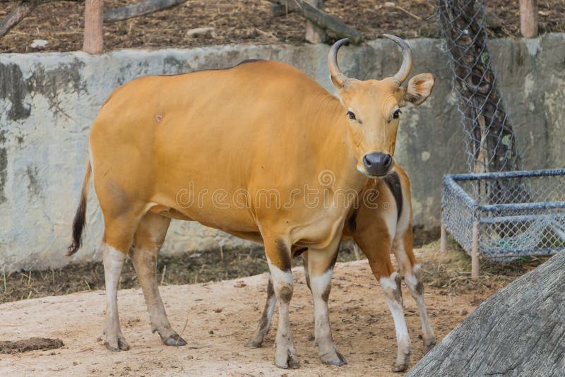 866 Banteng Wild Cattle Stock Photos - Free & Royalty-Free Stock Photos ...