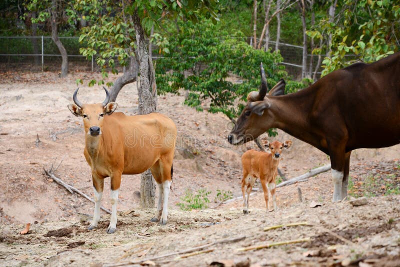 Banteng stock image. Image of dangerous, strong, heavy - 108794271