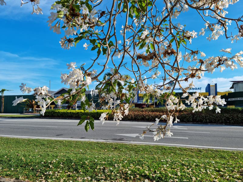 Banting, Malaysia - March 2021: Sakura Tree Besides the Road Editorial ...