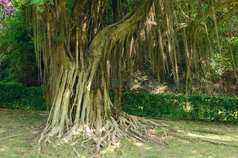 Banyan aerial roots stock photo. Image of trunk, plant - 349245202