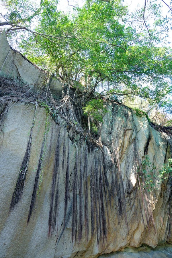 Banyan aerial roots stock image. Image of trees, trunk - 349245625