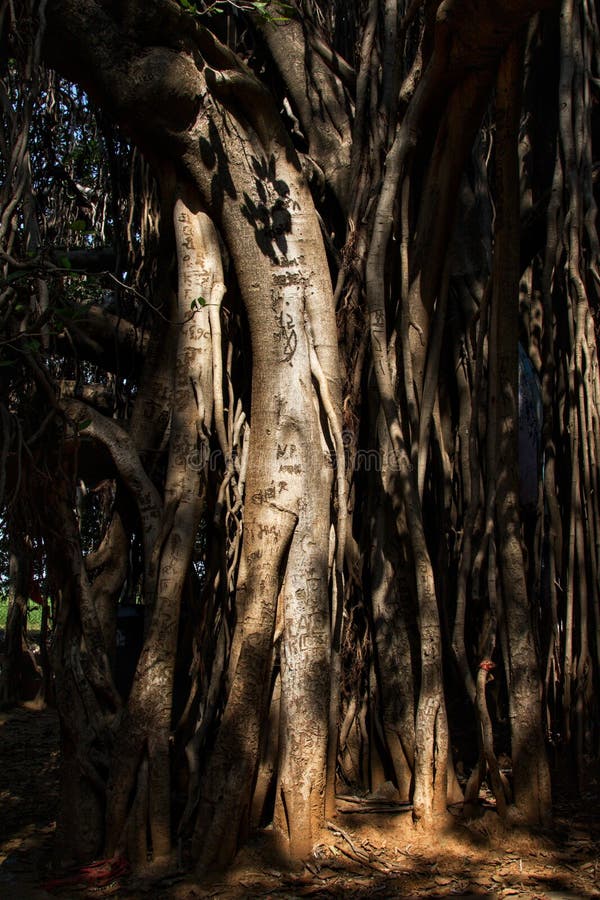 Life Cycle Octopus Kids Stock Photos - Free & Royalty-Free Stock Photos ...