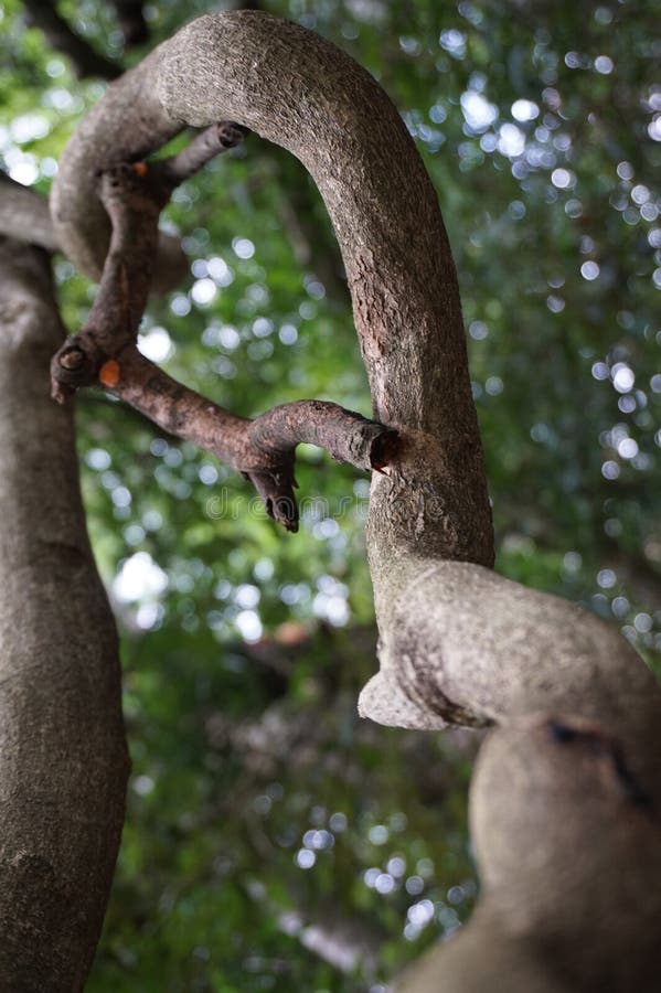 Closeup View of a Propagating Root of a Banyan Tree. Stock Image ...