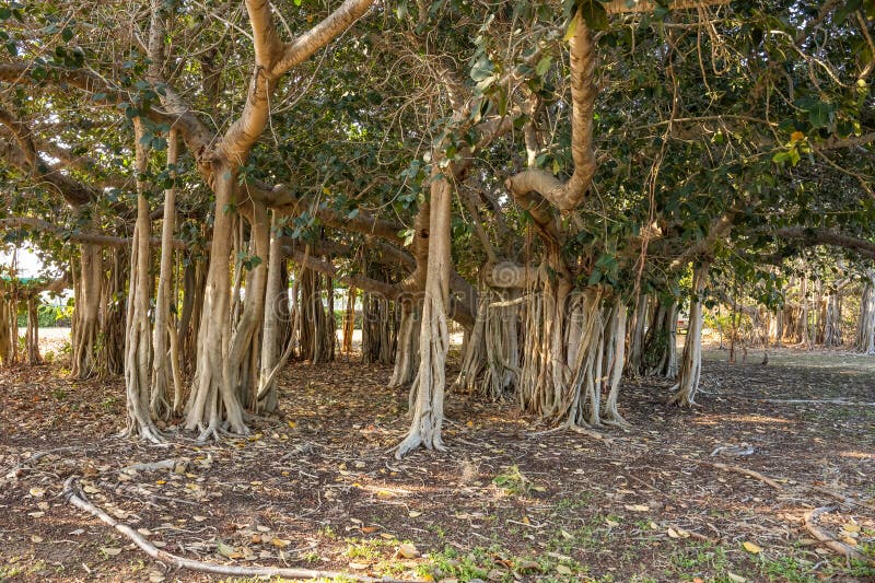 A Banyan Fig Tree with Prop Roots that Will Become Accessory Trunks ...