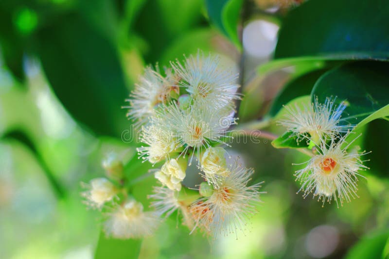 Banyan flower stock image. Image of leaves, beautiful - 64398683