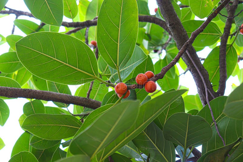 Banyan Fruit with Leaf on Tree Stock Image - Image of tree, leaf: 247787925