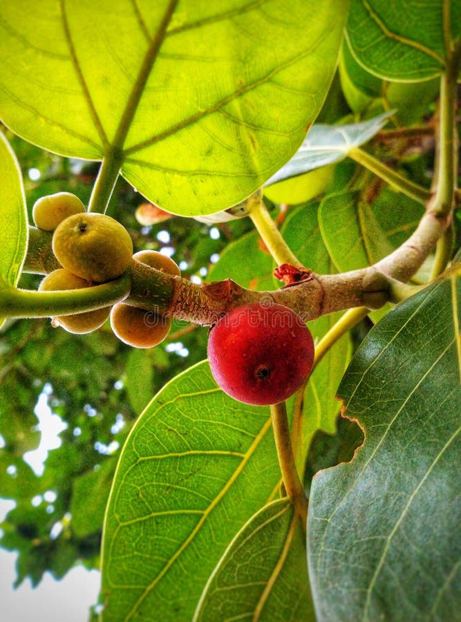 Banyan Fruits on the Banyan Tree with Raw Fruits. Stock Image - Image ...