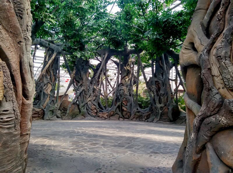 Banyan stock photo. Image of garden, entertainment, leisure - 87485850