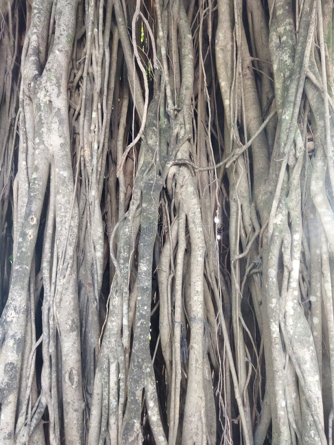 Banyan a Mystical Tree with Hanging Root Stock Image - Image of root ...
