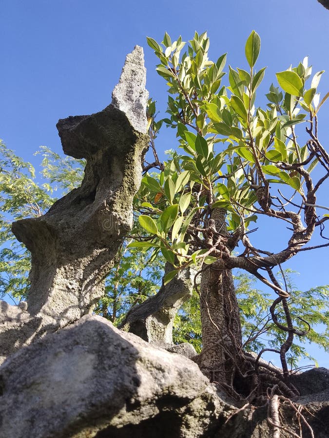 Banyan Plant Landscape As a Mini Garden Stock Photo - Image of garden ...