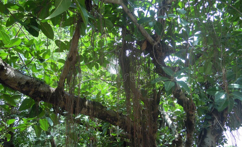 The Banyan Plant Standing for a Long Time Stock Photo - Image of ...