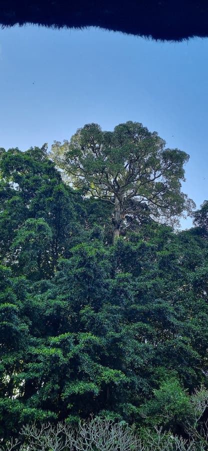 Banyan and pule trees stock image. Image of forest, natural - 289226601