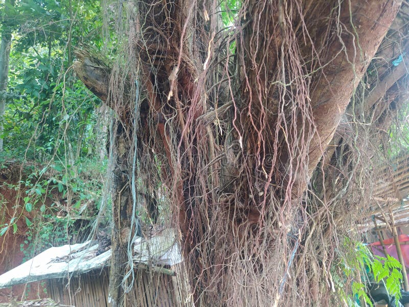Banyan Root, Also Called Waringin or Fig Stock Photo - Image of jungle ...