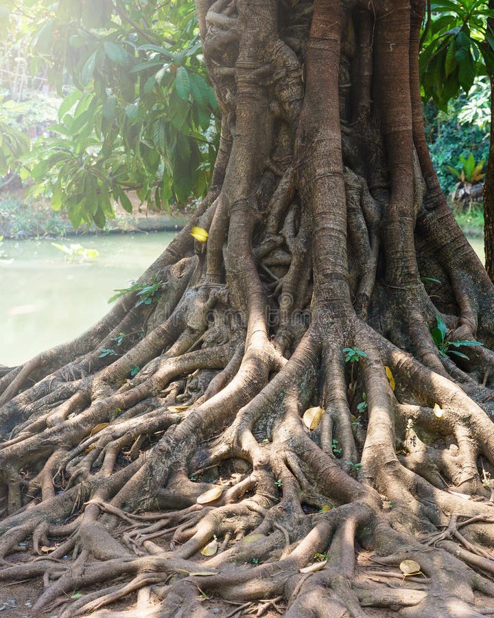 Banyan root, big tree root stock image. Image of branch - 68324675